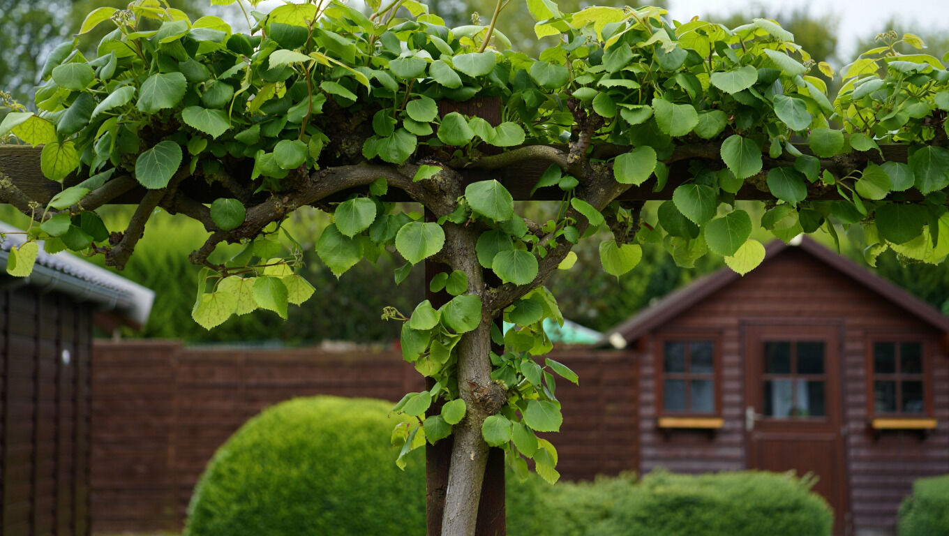 Leilinde snoeien: Hoe, waarom en wanneer? | Welkoop - Welkoop