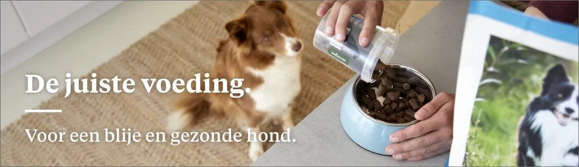 Wat is het beste hondenvoer? - Welkoop