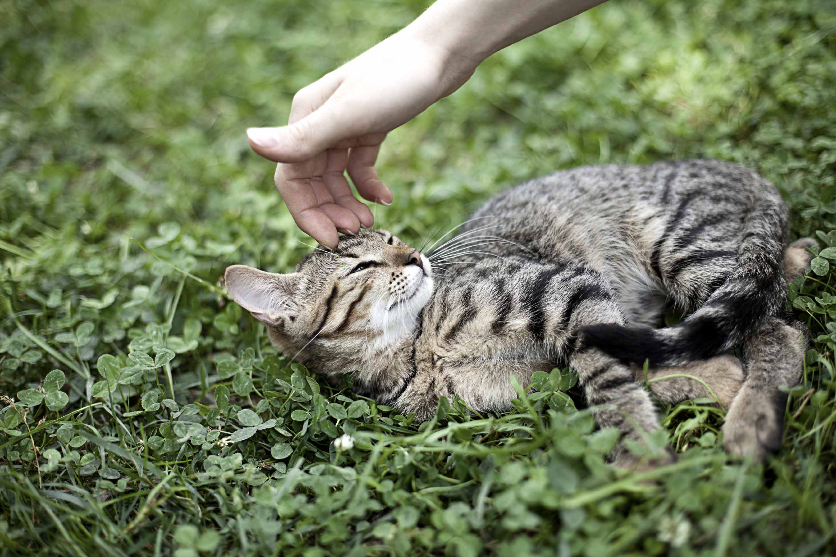 Kattenapotheek: je hond goed verzorgen - Welkoop