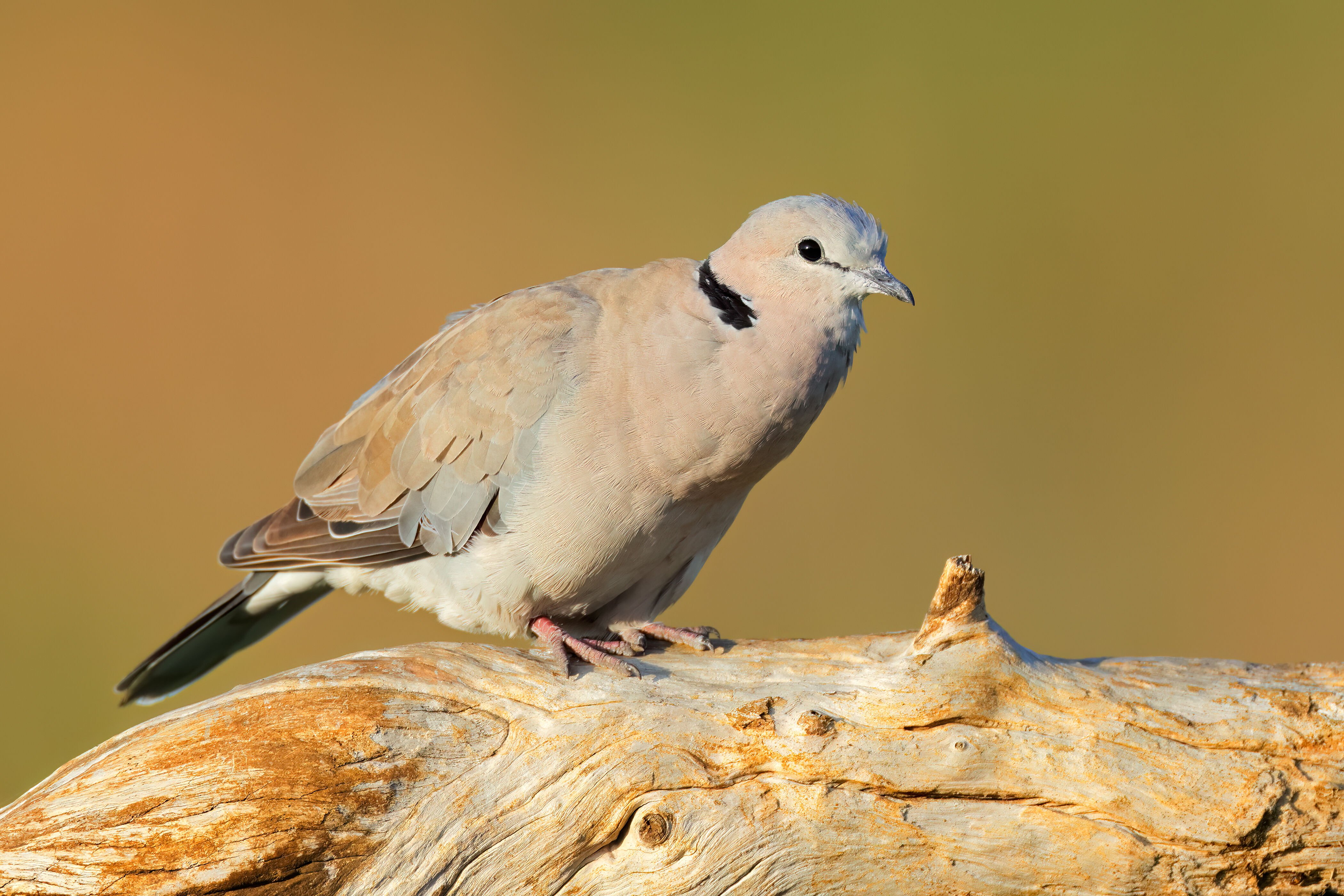 Turkse tortel herkennen in je tuin | Welkoop