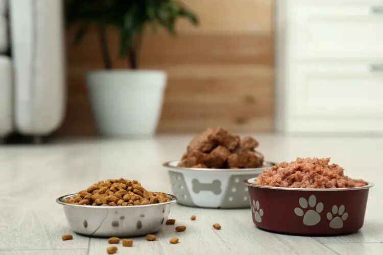 Beste Natvoer voor Honden: Alles Wat Je Moet Weten