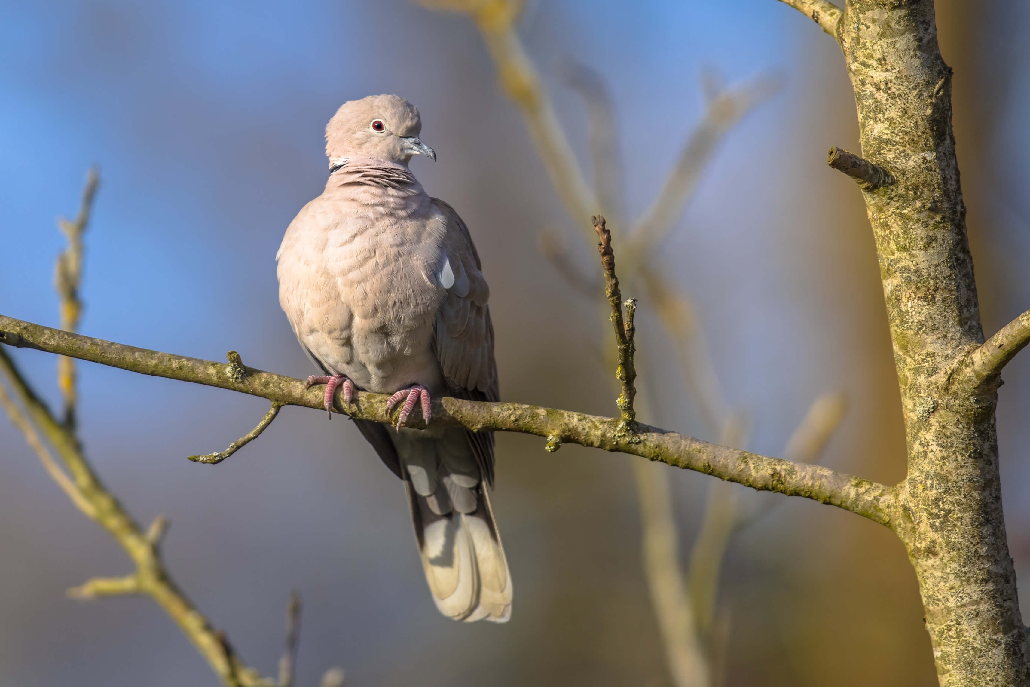 Turkse tortel herkennen in je tuin | Welkoop