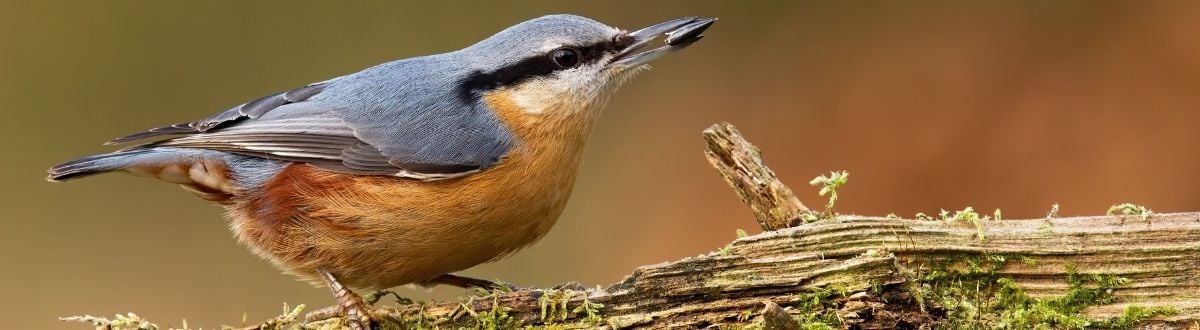 Boomklever herkennen in je tuin | Welkoop