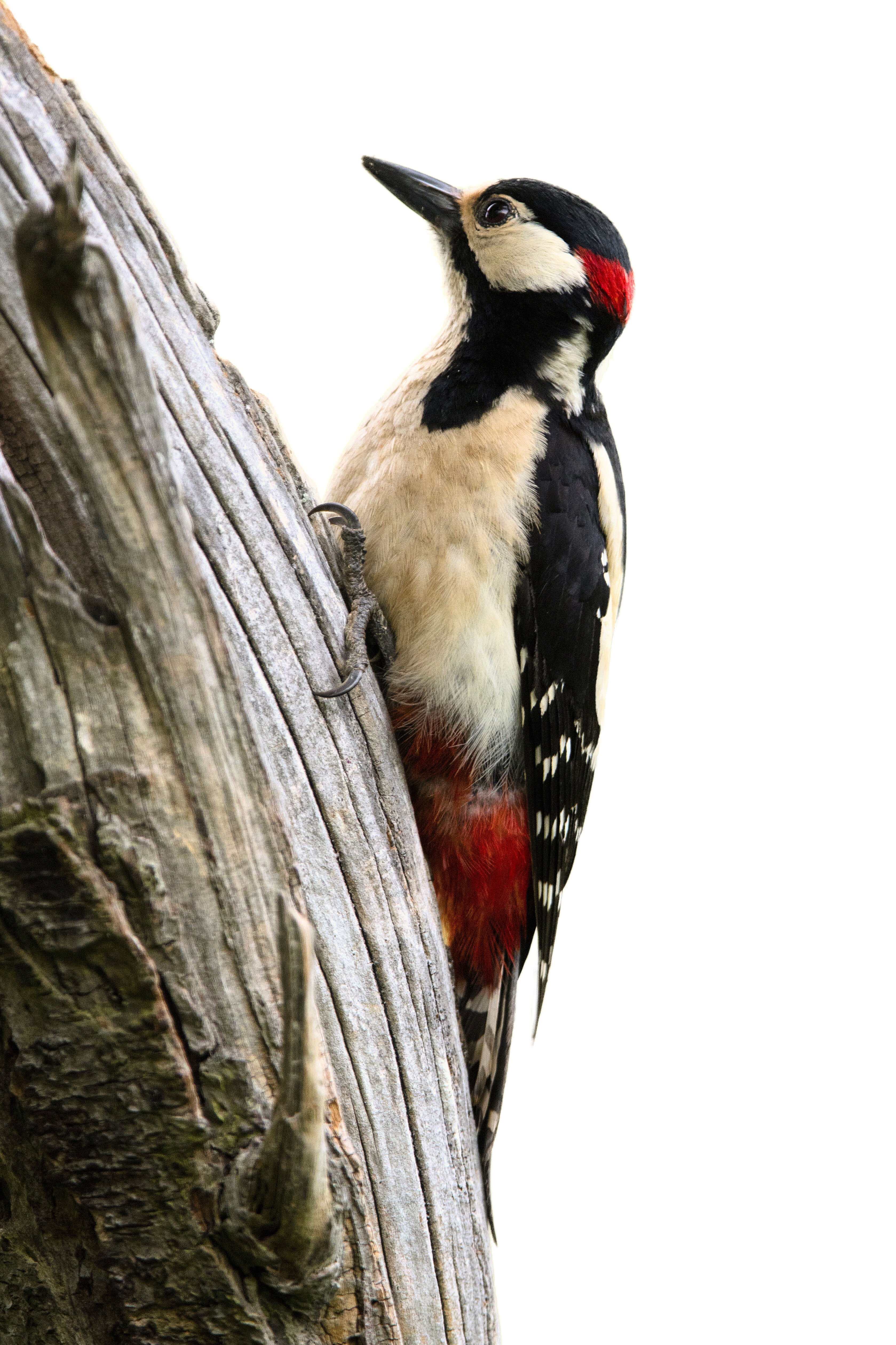 Grote bonte specht herkennen in je tuin | Welkoop