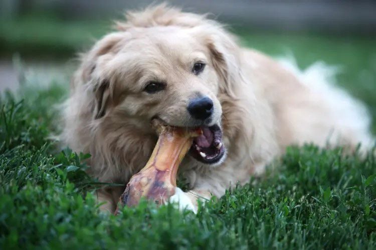 Wat is het beste bot voor je hond? - Welkoop