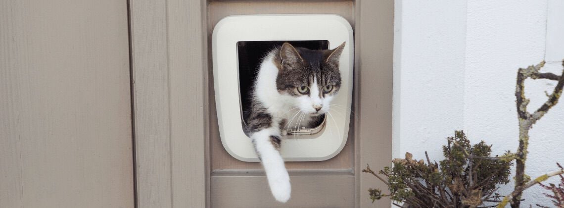Beste kattenluik kiezen - Welkoop